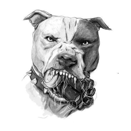 Tatuaż pitbull - VeAn Poland