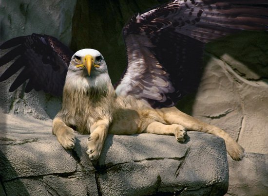 Tatuaż gryf - VeAn Poland