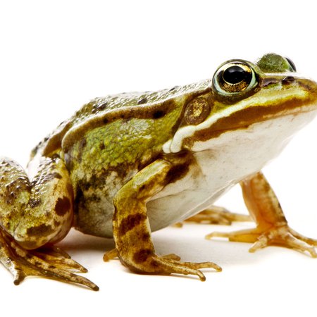 Tatuaż ropucha i żaba - VeAn Poland